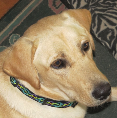 Talking Dogs at For Love of a Dog: Mutts Rule | Guest Post by the Dog Daddy