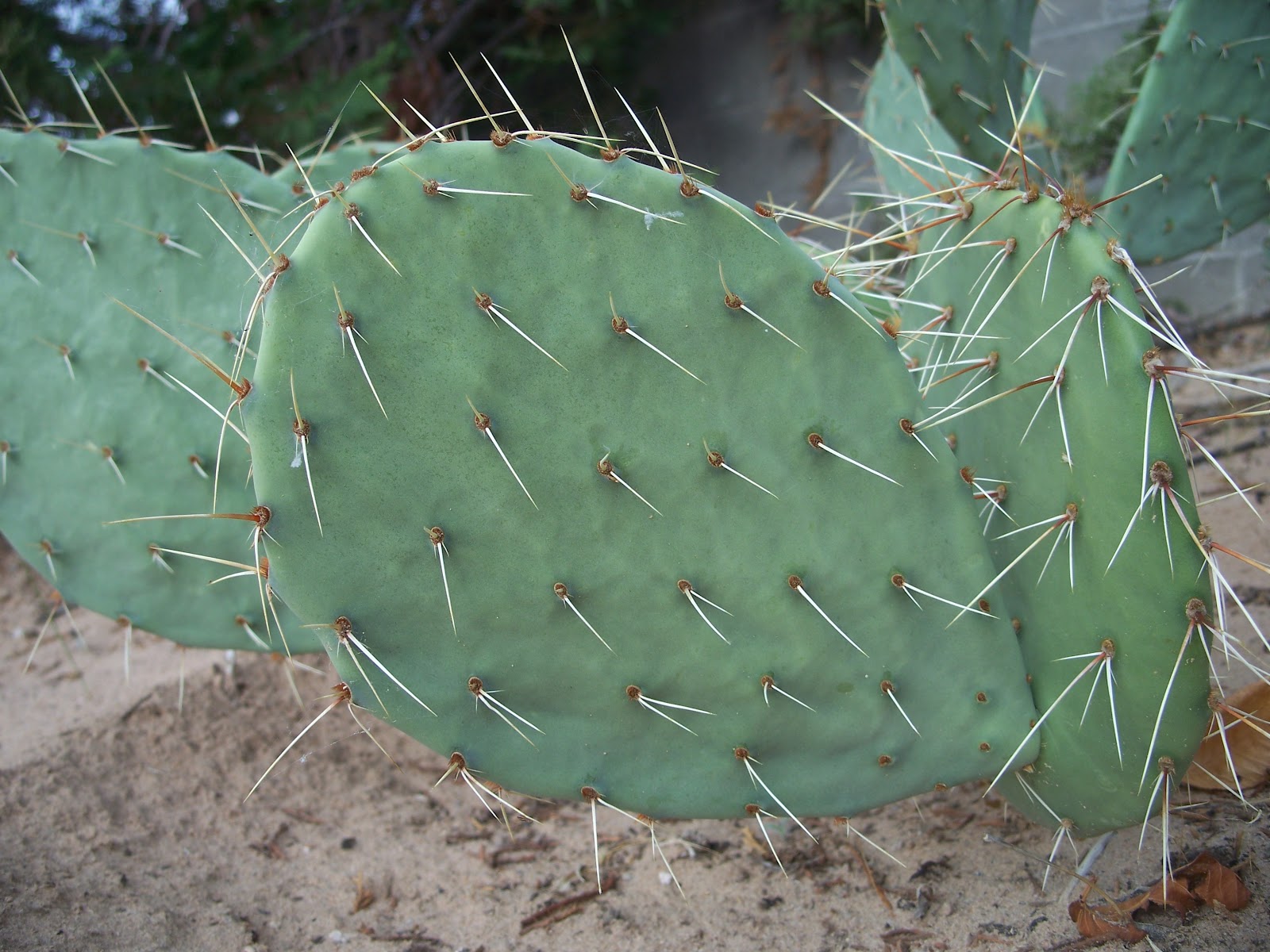 Engelmann’s Prickly Pear