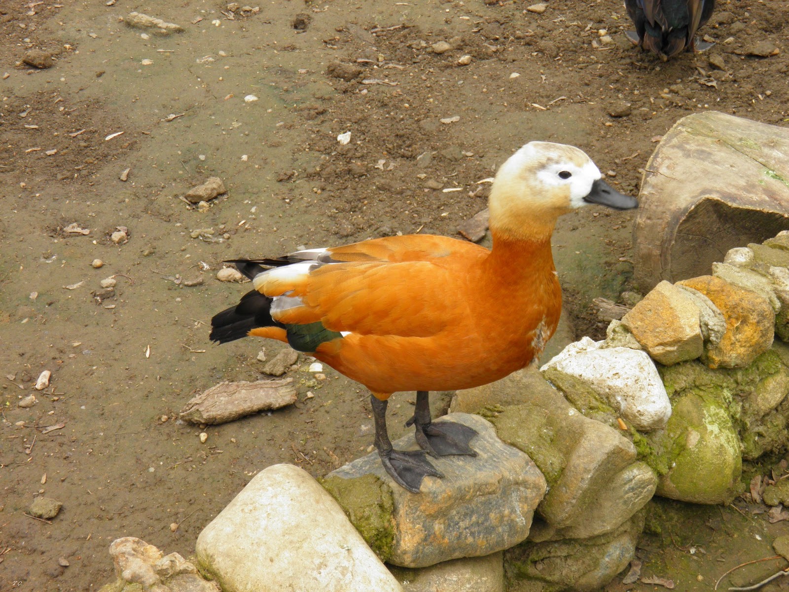 PASARI DIN ROMANIA: CALIFAR ROSU, Tadorna ferruginea