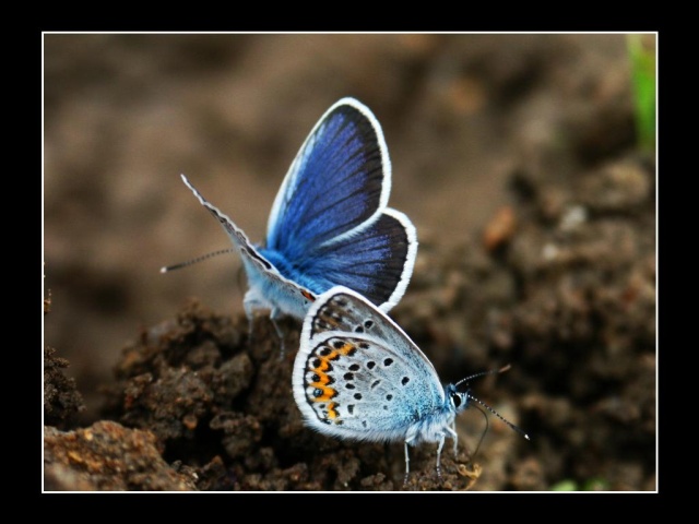 Cutia de ceai: Fluturi