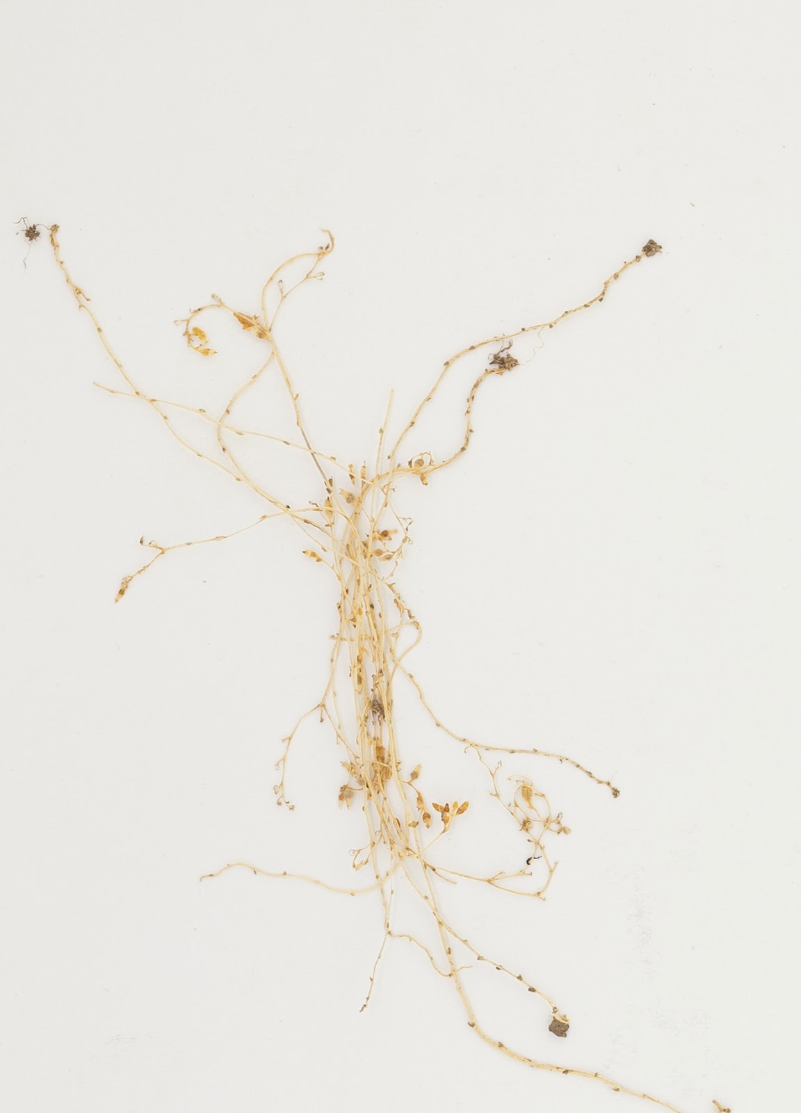 Flora de Puerto Rico Ilustrada Papo Vives: PLANTAS CARNIVORAS ...