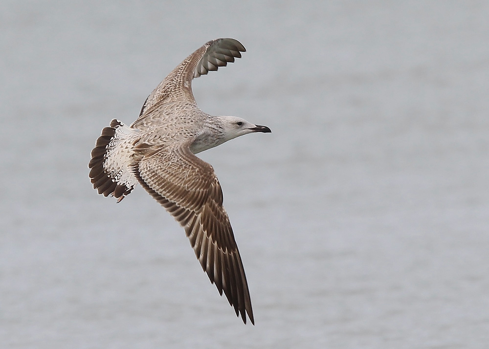 Richard Smith - Birdwatching Days Out: CASPIAN GULL, 1st winter ...
