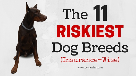 The Top 11 Riskiest Dogs to Own (From an Insurance Perspective)