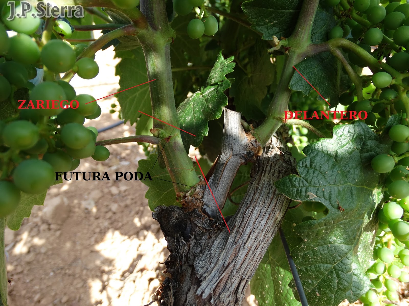 El Rincón de La Isidra: ESPORGA Y RAYUELO