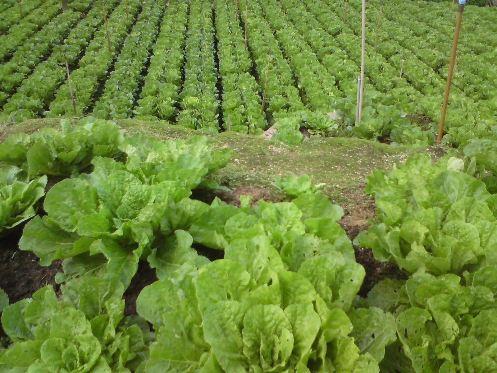 The Photo Stories: Cameron Highland - Malaysia - Vege Farm