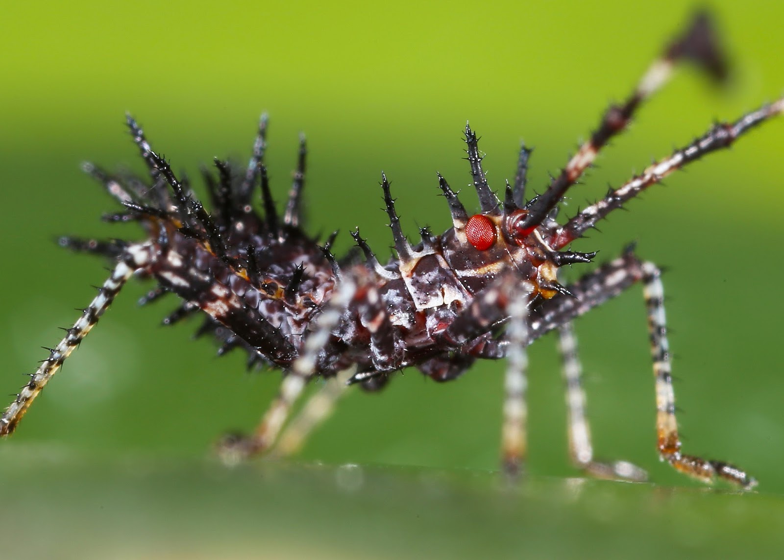 All of Nature: Spiny Assassin Bug Eggs and Babies