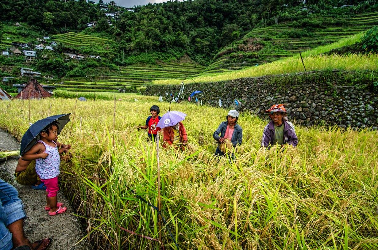Travel Destination 8th Wonder Batad Rice Terraces Ifugao Philippines A ...