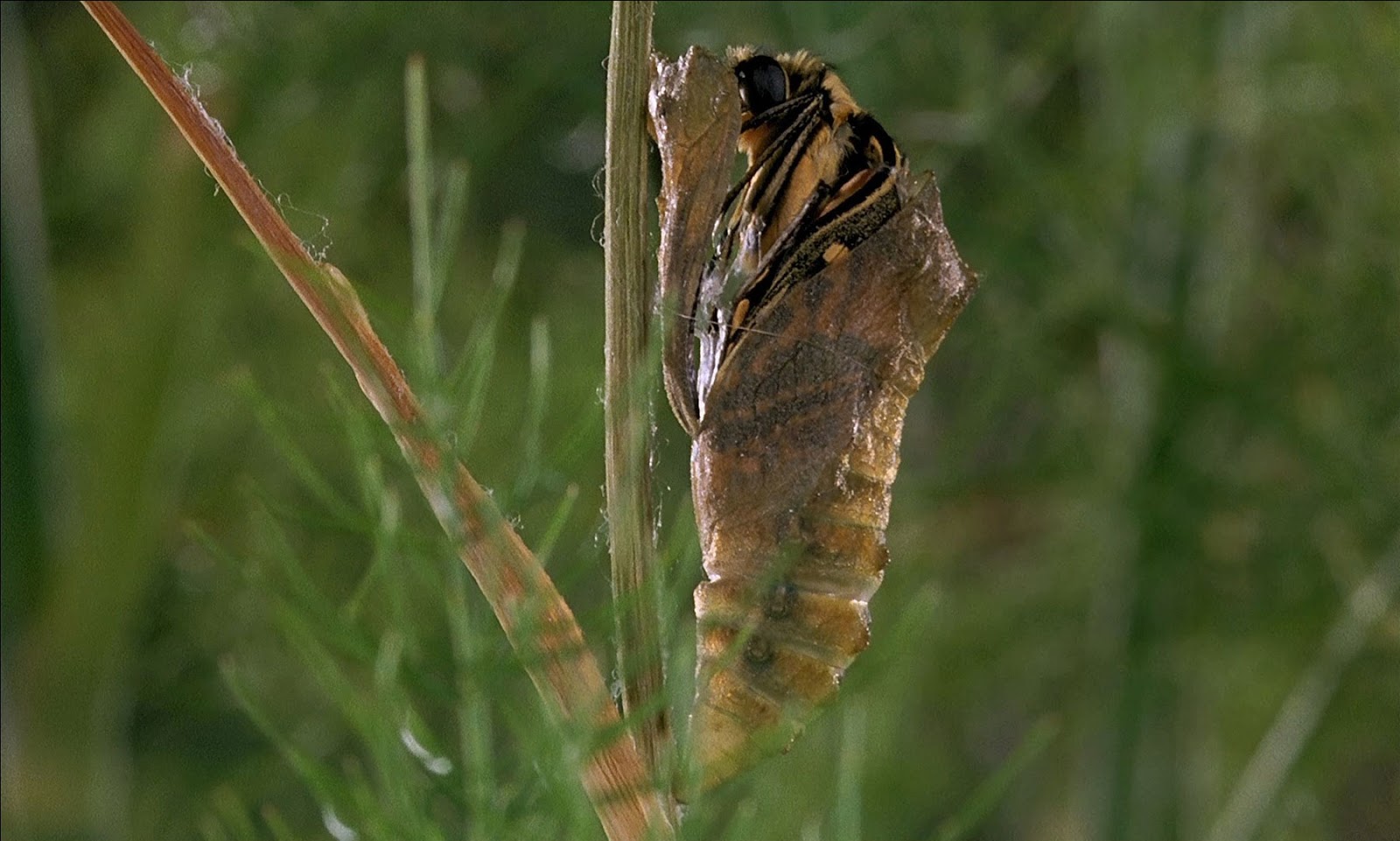 The Beautiful Film Frames: Microcosmos (1996) Blu-Ray Screenshots