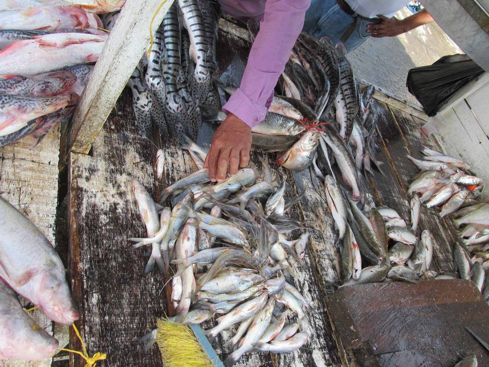 Espacio de Pesca: Locales de venta de pescado en Puerto Berrio, Antiquia