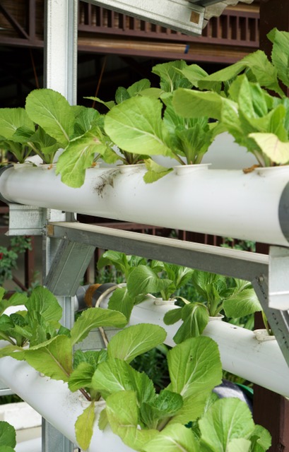 KELILING KOMPLEK RAPP DARI PABRIK SAMPAI RUMAH BATIK / astarianadya