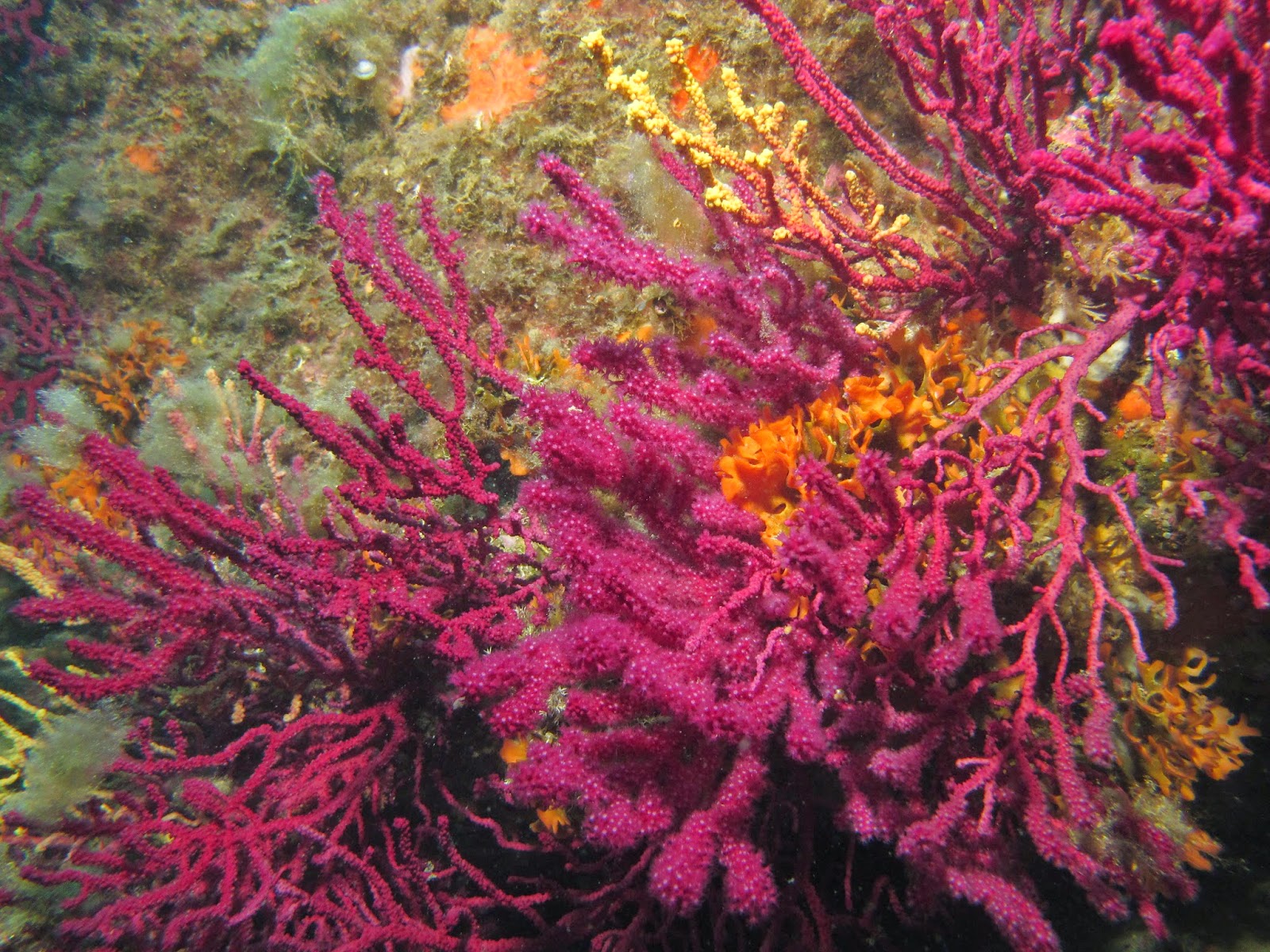 Iluminación Profunda: Paramuricea clavata (Gorgonia rojo y amarillo ...