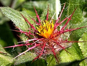 Cardo santo [Centaurea benedicta (L.) L.] ex Cnicus benedictus