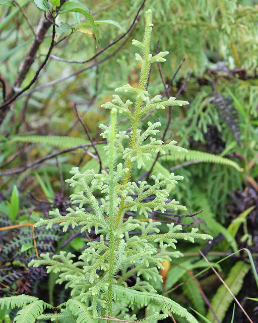 Club Moss Tea Benefits ~ Healthy Tea 101