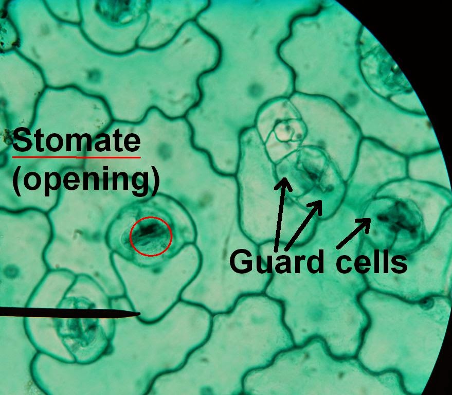 Bio Geo Nerd: Leaf Anatomy
