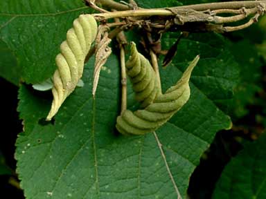 Pharmabroo: Daftar 20 Sediaan Obat Fructus