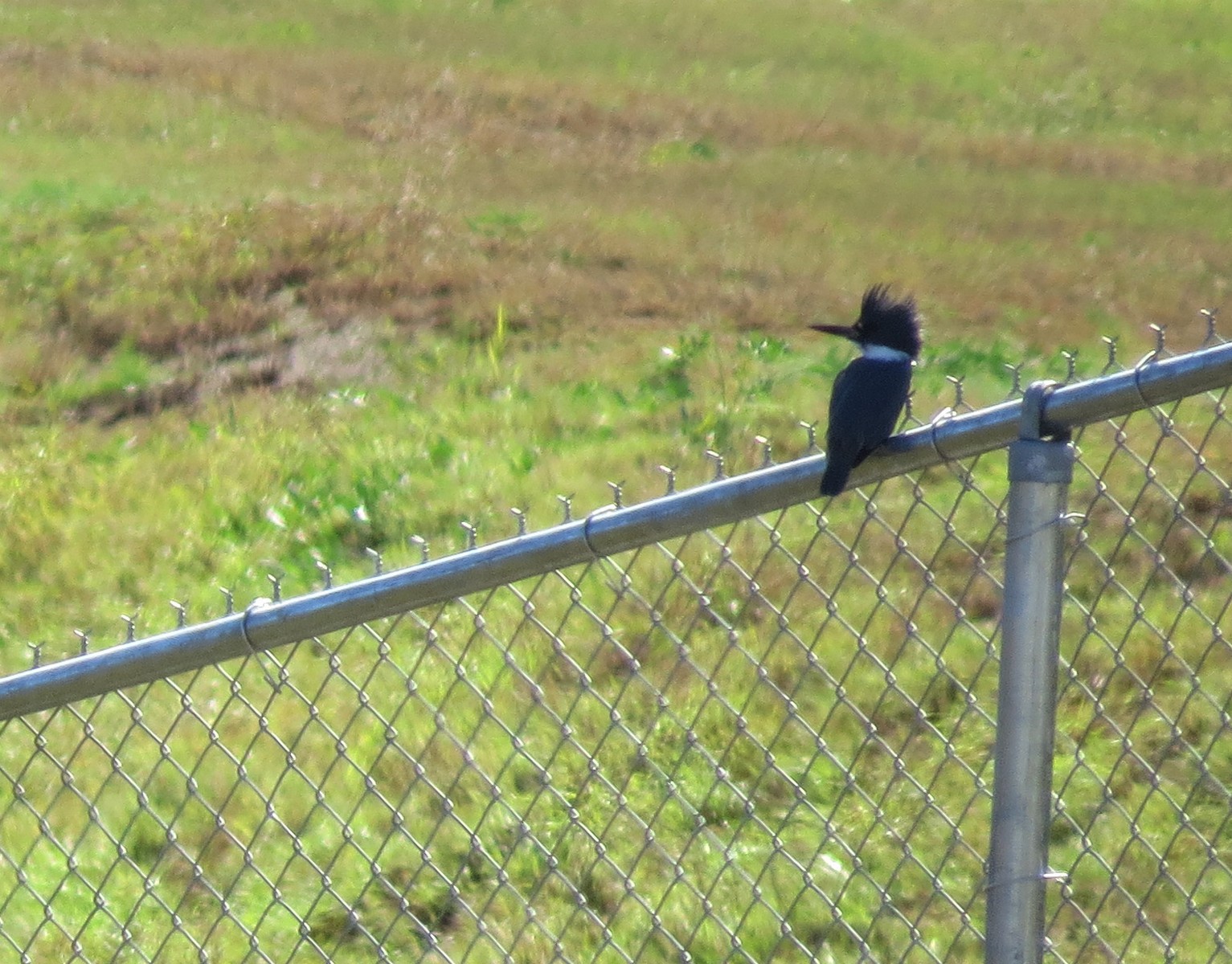 LGB's Nature Photos: Small Day Birding at McAllen Nature Center