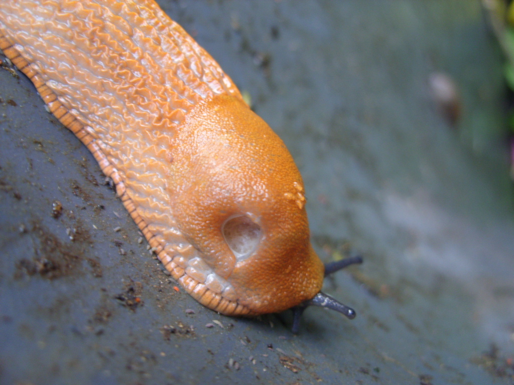 Kelli's Northern Ireland Garden: Slug Wars