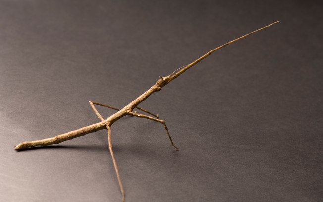 Bicho-pau: Inseto aproveita a sua semelhança com gravetos para se ...