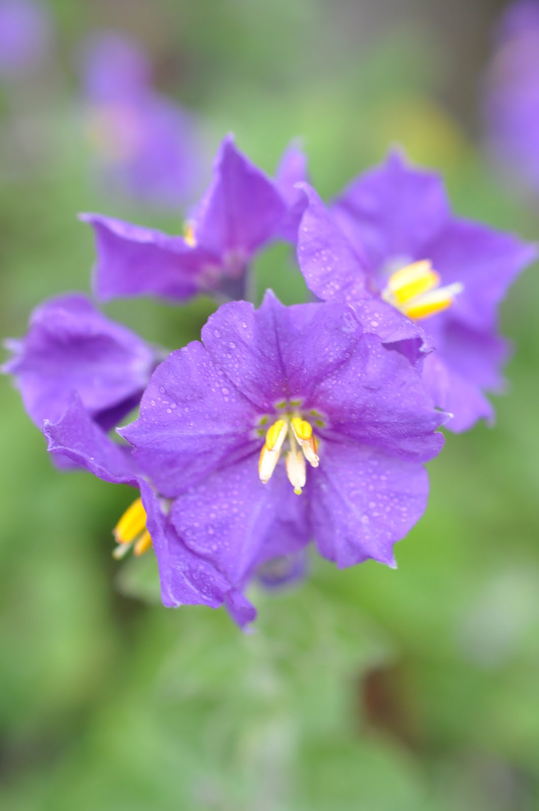 Manzanita Mania!: Native Plant Profile: 'Mountain Pride' Blue Witch