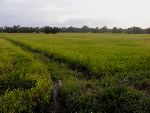 Kedah/Perlis : Tanah kosong- Sawah-Rumah-ladang > Post sini | CariGold ...
