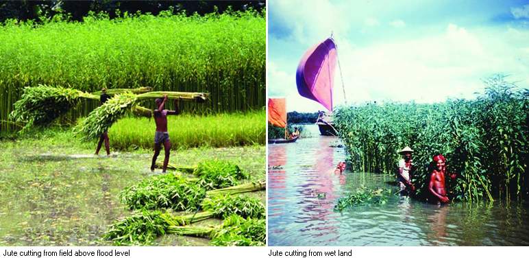 PEST OF JUTE AND THEIR MANAGEMENT