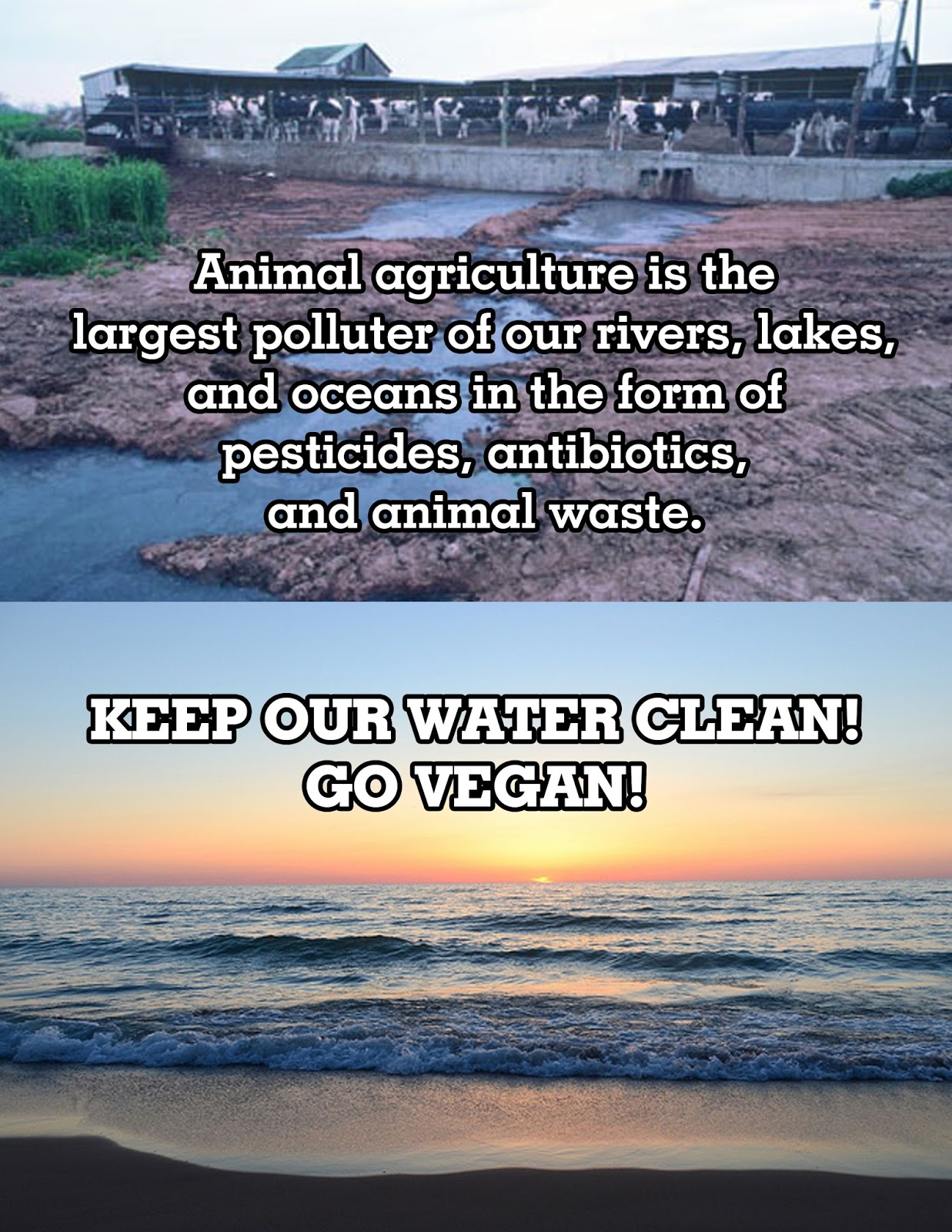 Joy of Vegan: ENVIRONMENTAL MEMES TO SHARE