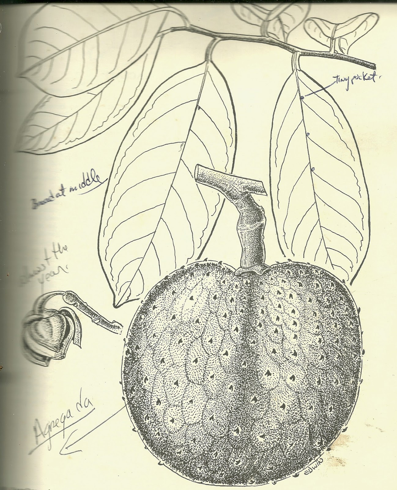 Flora de Puerto Rico Ilustrada Papo Vives: ANNONACEAE ANNONA MONTANA ...