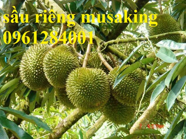Sầu riêng Musaking, sầu riêng Musang King, sầu riêng Malaysia,giống cây ...