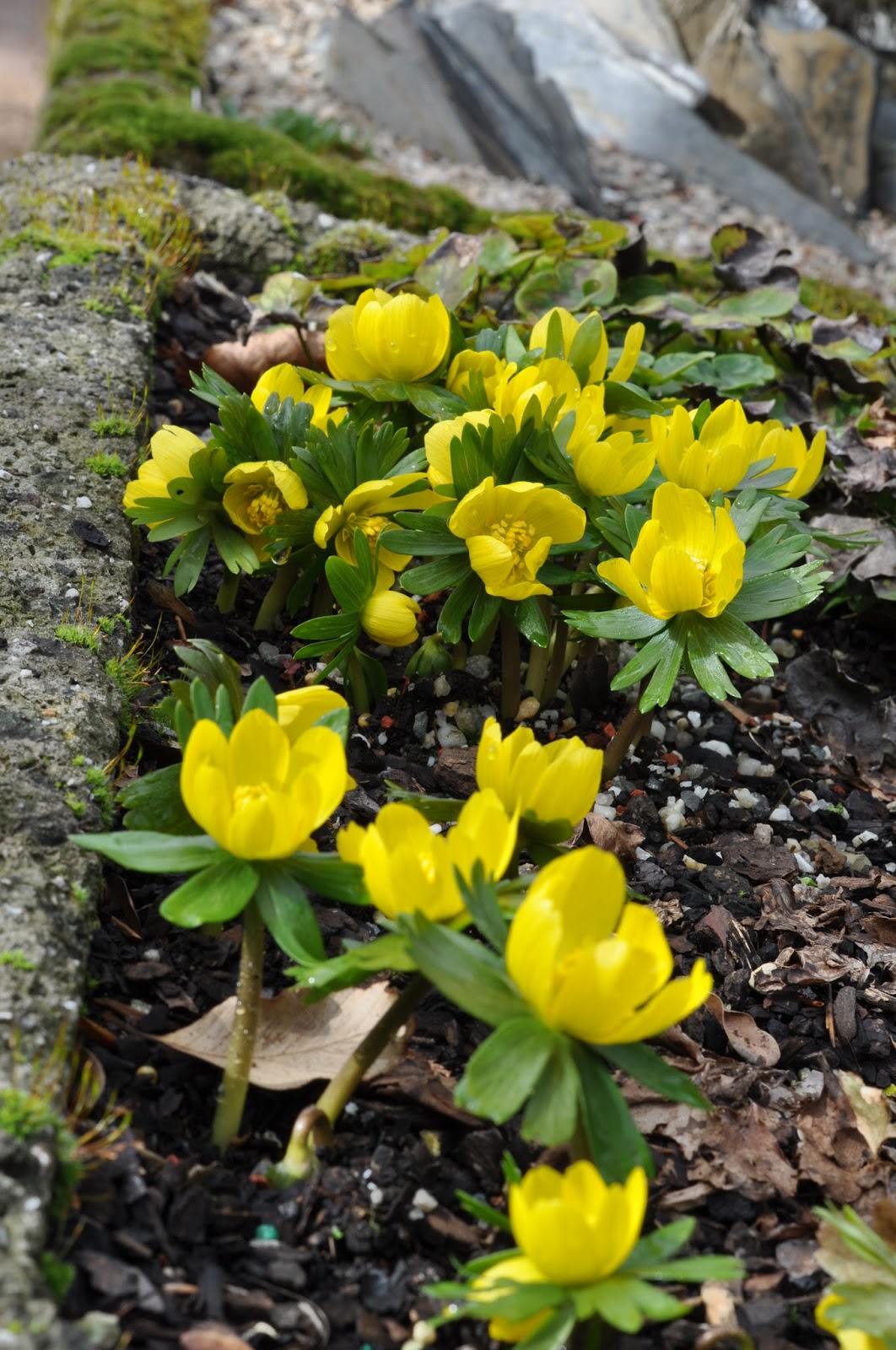 Alpine Garden Society Victorian Group: Eranthis known as 'The Winter ...