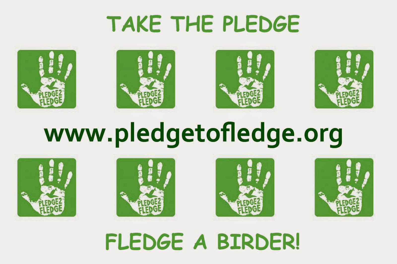 Birding Is Fun!: Pledge to Fledge - Every Day!