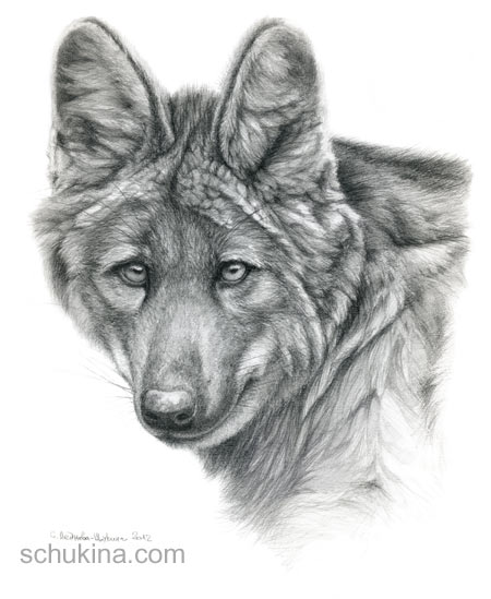 Expressive Wildlife & Nature - Светлана Леднева-Щукина: Drawing "Maned ...