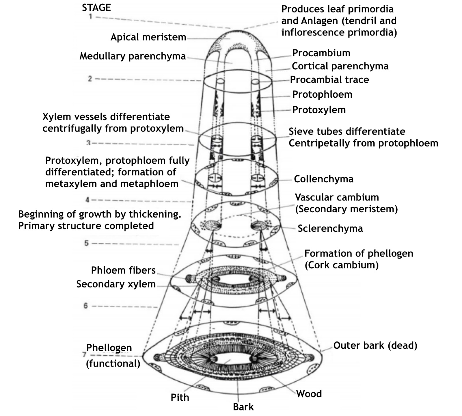 Labeling Primary Growth Structures