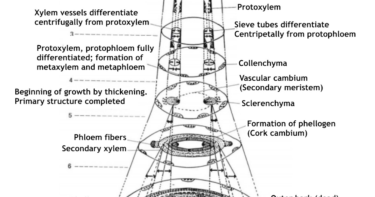 EnoViti: Seven Stages of Shoot Growth