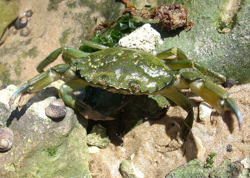 Quelques images de la nature: janvier 2012