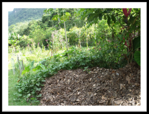 FOLHAS E GENTE: APRENDA A TRANSFORMAR OS RESTOS DE ALIMENTOS EM ADUBO ...