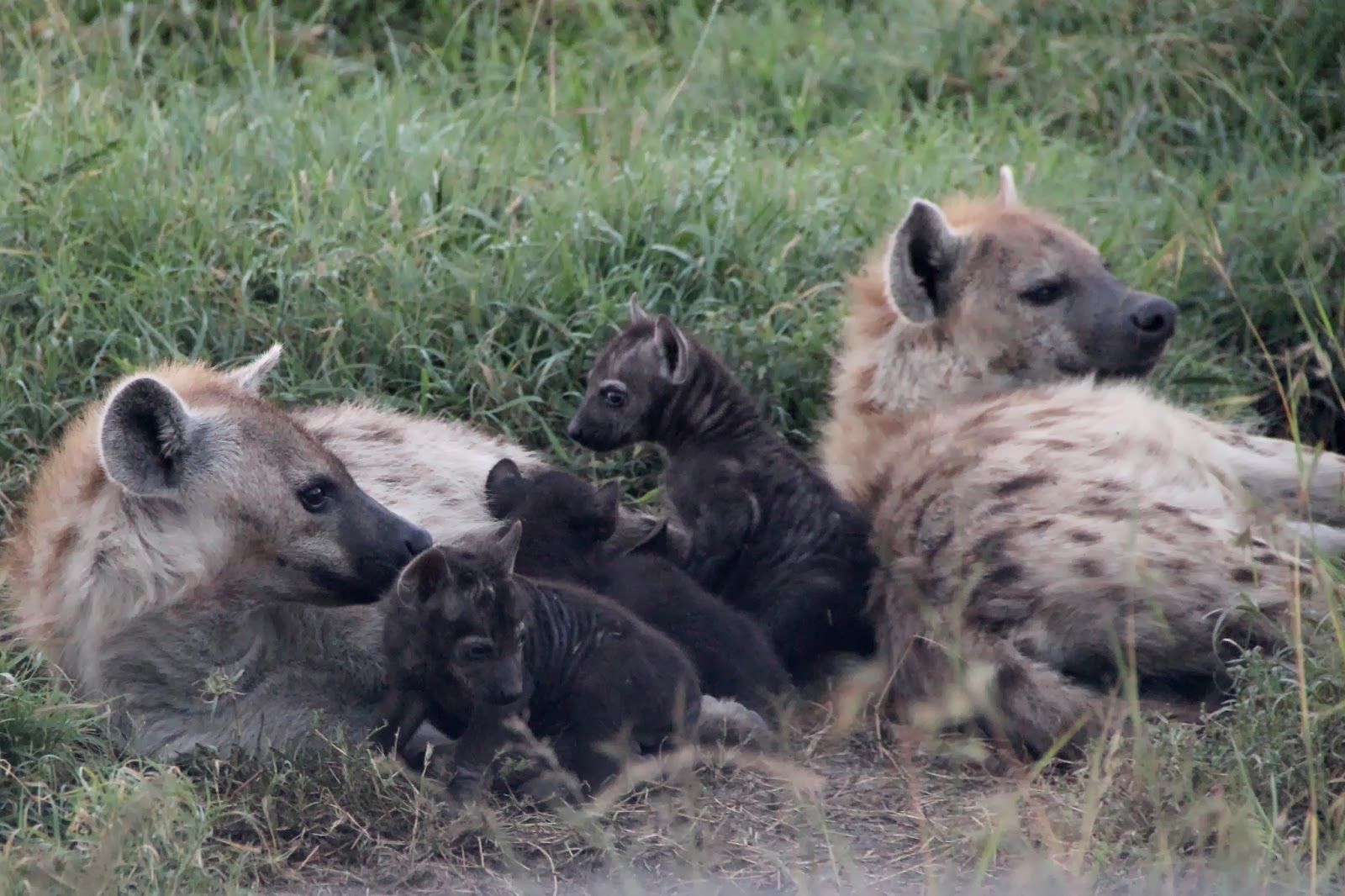 Notes From Kenya: MSU Hyena Research: Teen Moms and Koi's Female Army