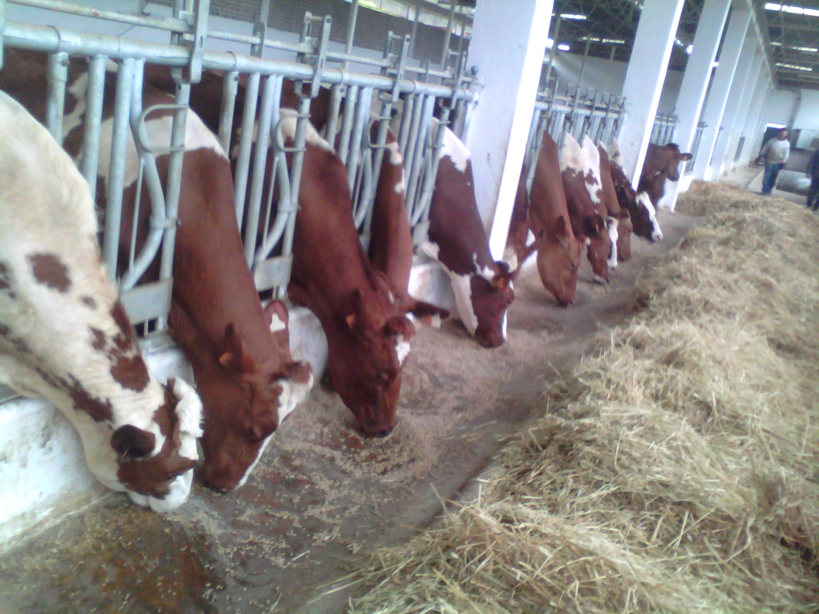 Maghreb Hydroponic: Un exemple d’élevage bovin moderne en Algérie