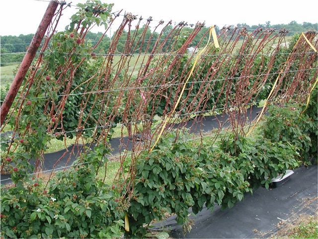 Team Rubus: Assessing cold damage in blackberry and raspberry buds and ...