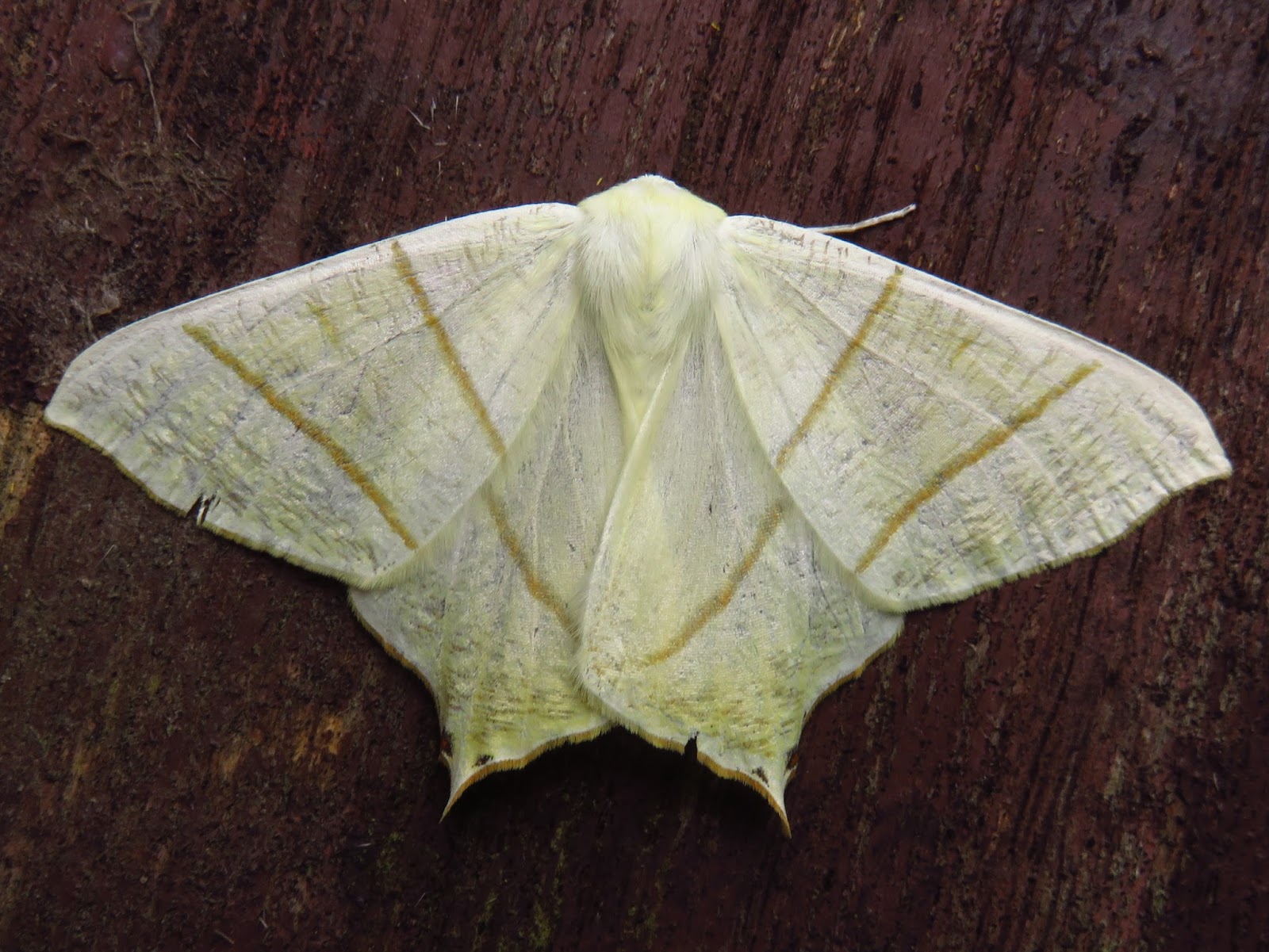 MERSEA WILDLIFE: SELECTION OF MOTHS