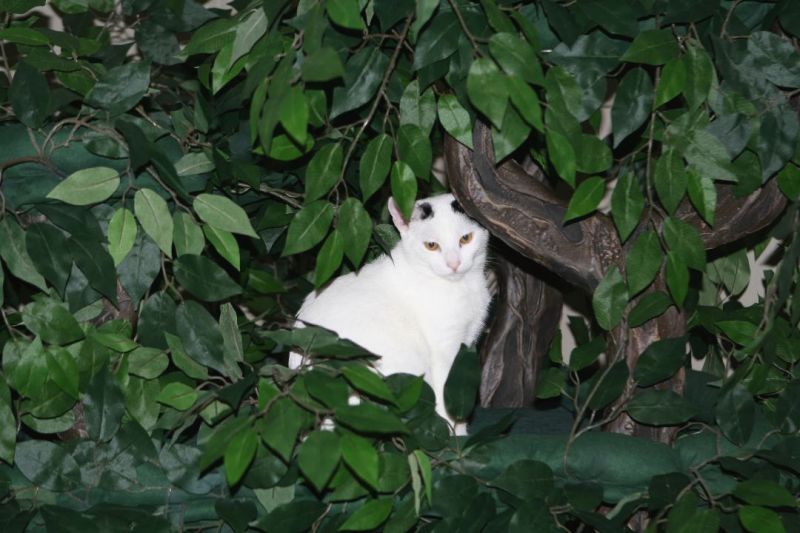 The Best Cat Tree Ever: Fantasy Pet Tree