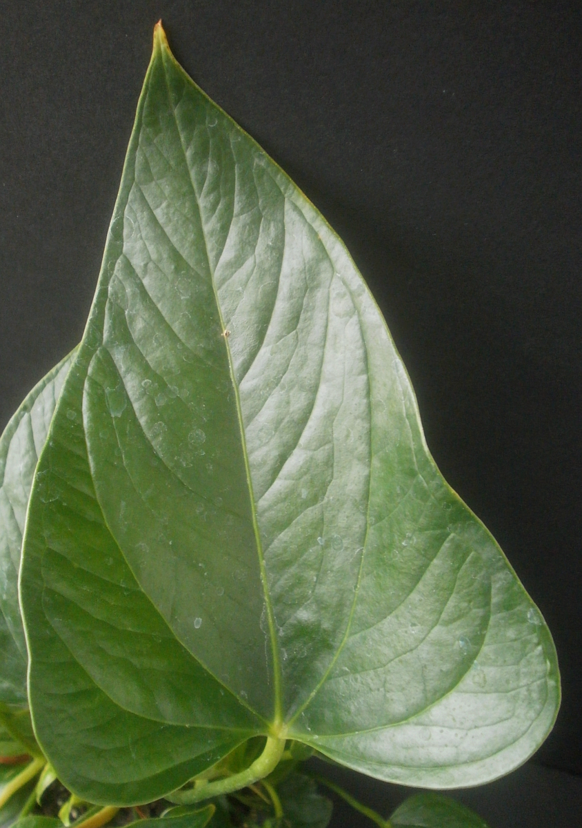 Plants are the Strangest People: Anthurium no. 0366 "Maureen Biologist"