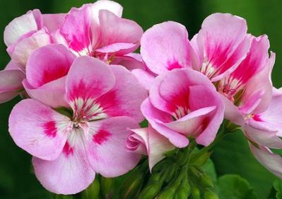 Geranium (plant) | Facts About All
