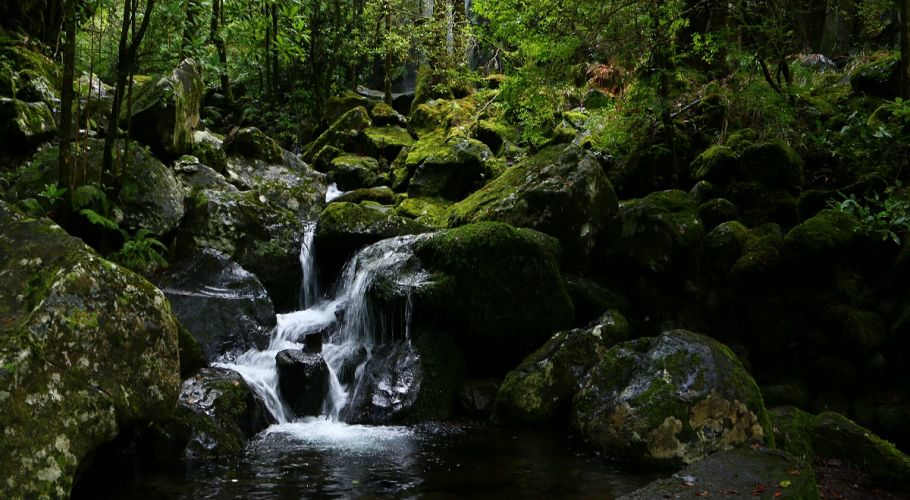 Levada dos Cedros PR14 - Madeira Turismo - Tourist Guide to the Island ...