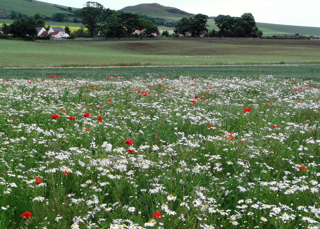 Largo Baywatch: Wild Flower Field Edge