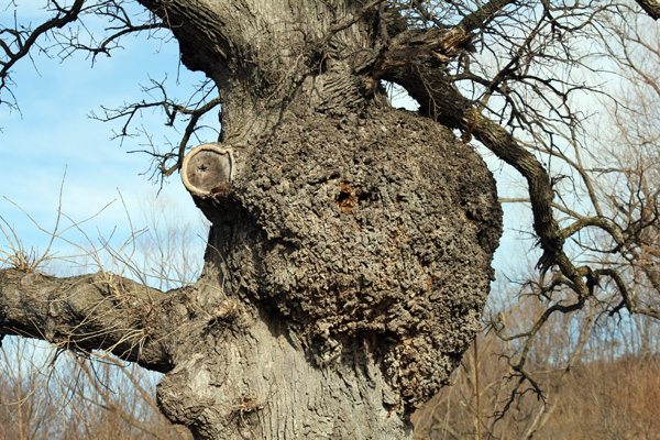 MObugs: Burr Oak= Honey Bee Home