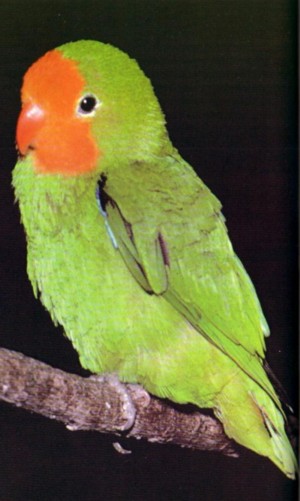 All About Love Birds