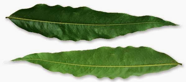 PlantWerkz: Temple Pillar - Polyalthia Longifolia