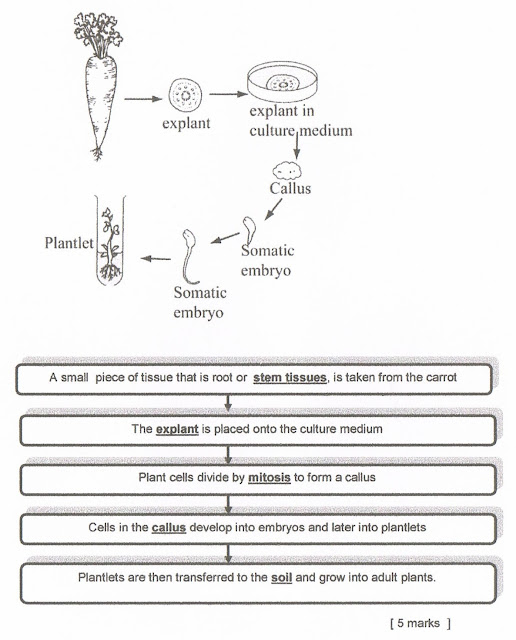 BIOLOGY: Form 4: Chapter 5 Module's answer
