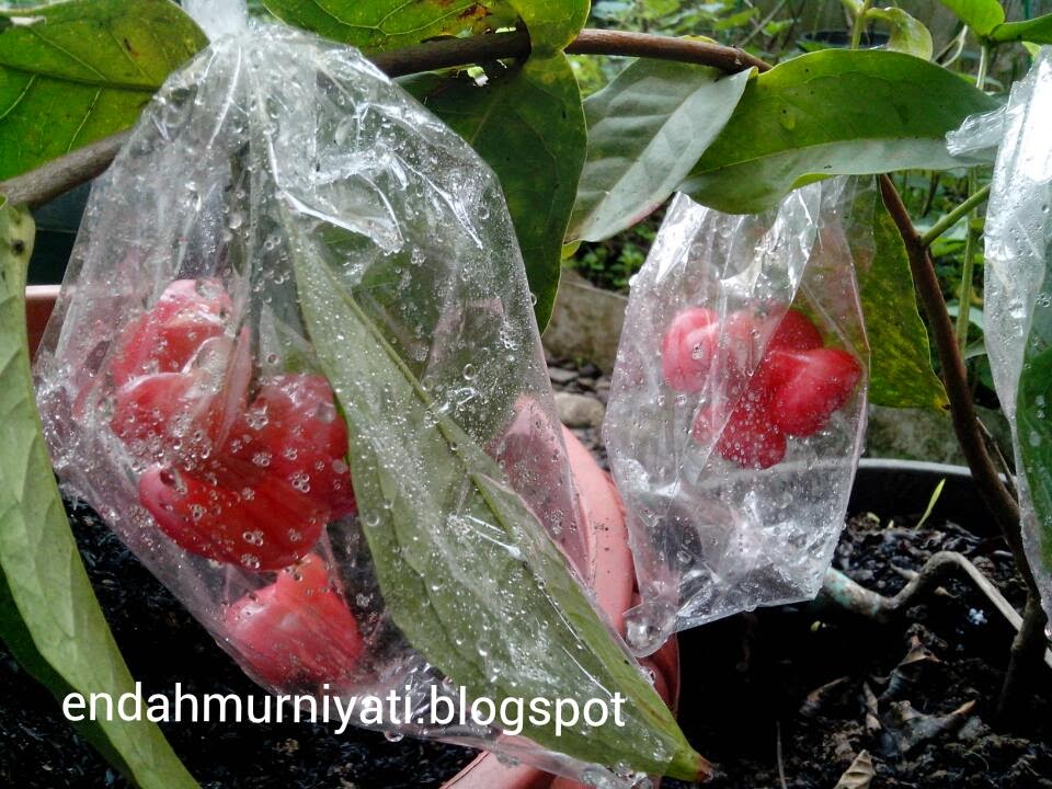 Endah Murniyati's Journey: JAMBU KANCING MERAH : FIRST HARVEST