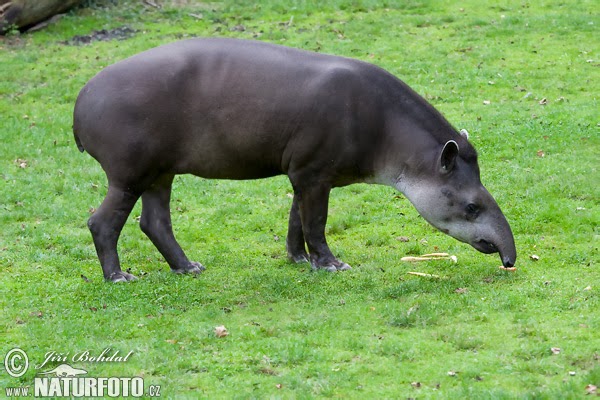 Brazil Animal : Anta (Tapirus terrestris)